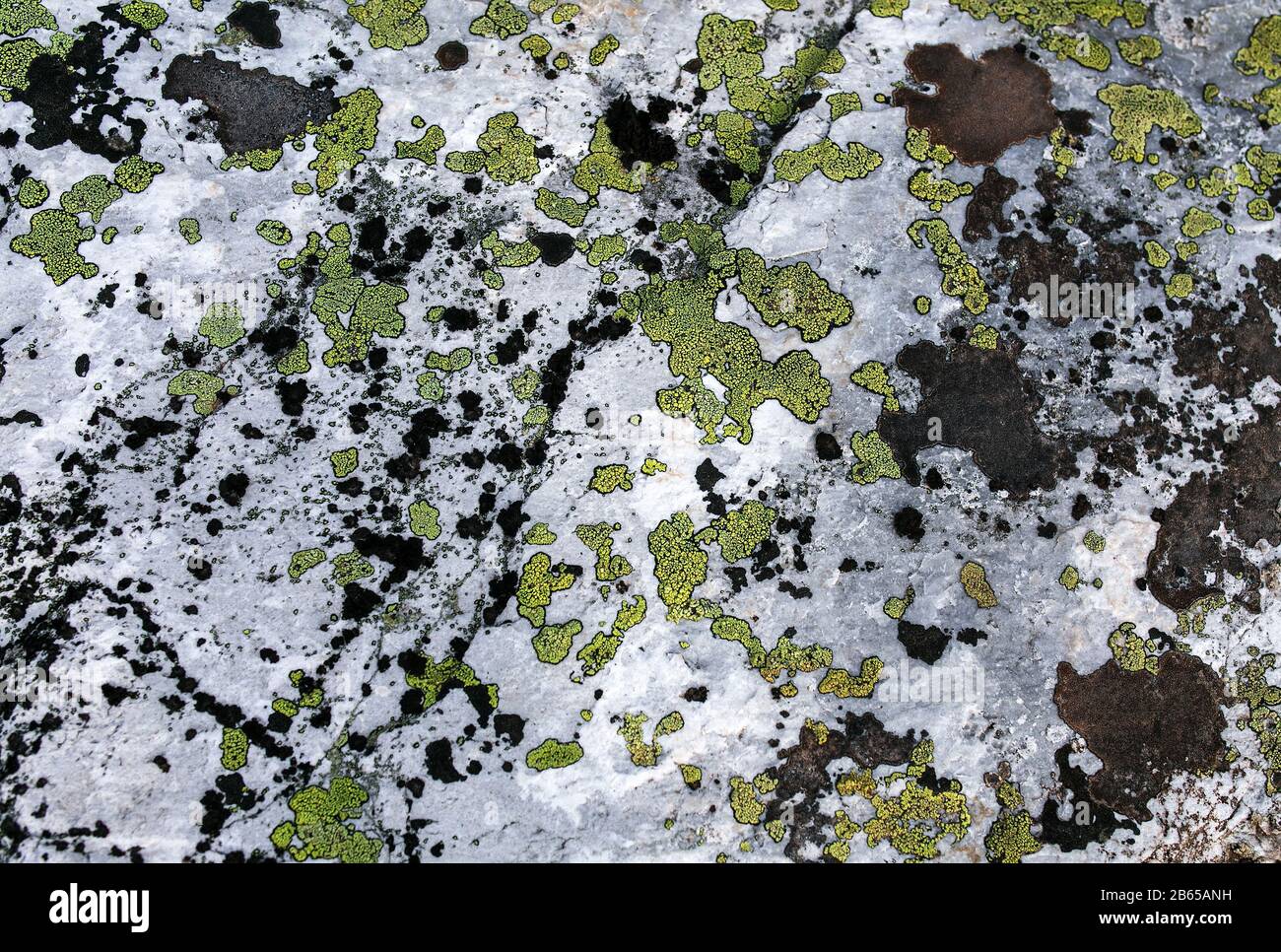 stone texture with lichen as background Stock Photo - Alamy