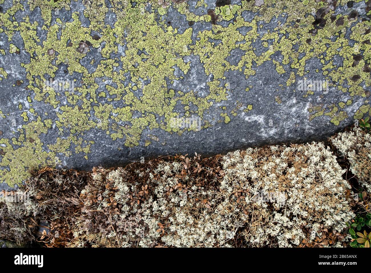 stone texture with lichen as background Stock Photo - Alamy