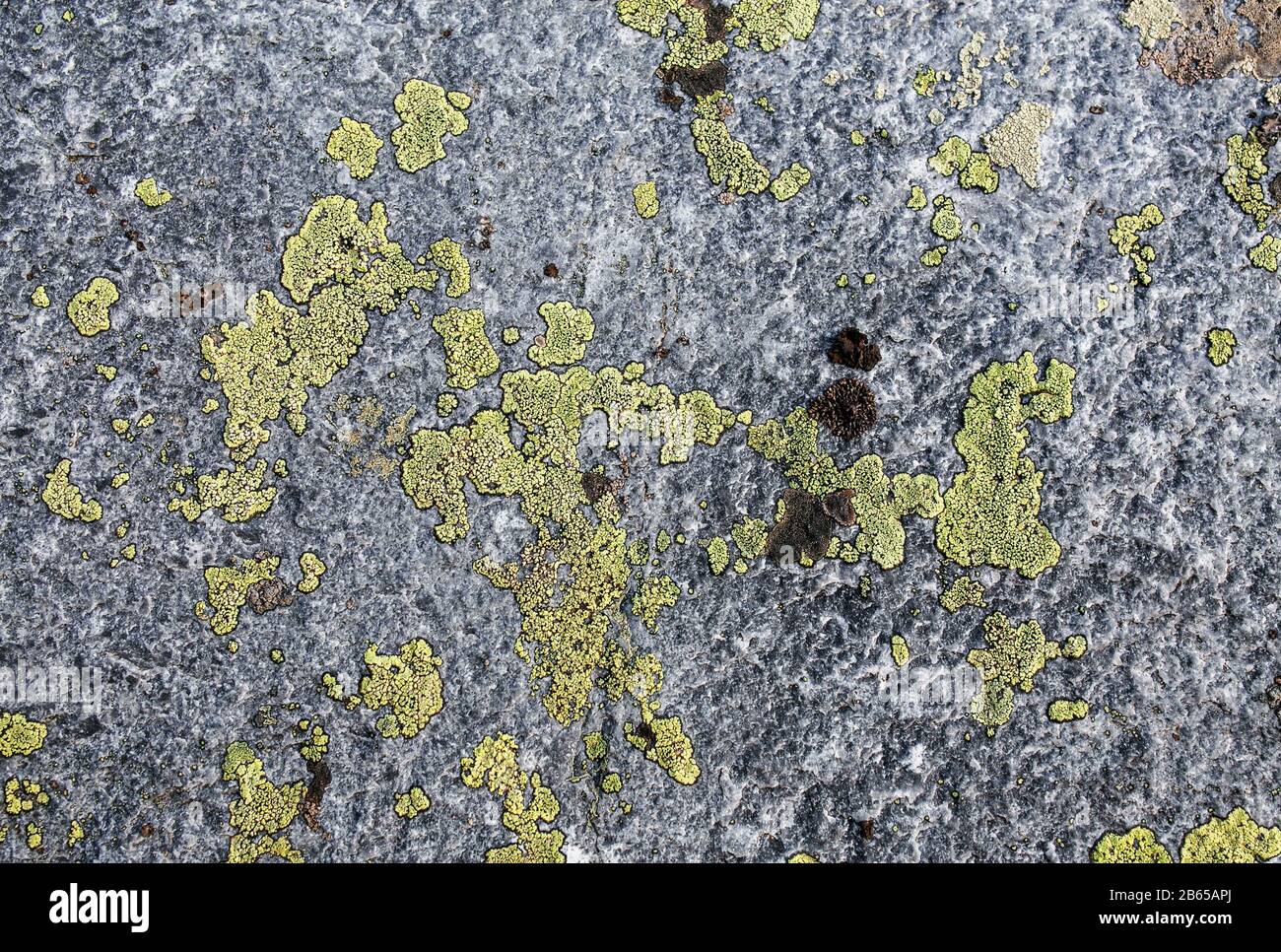 stone texture with lichen as background Stock Photo - Alamy