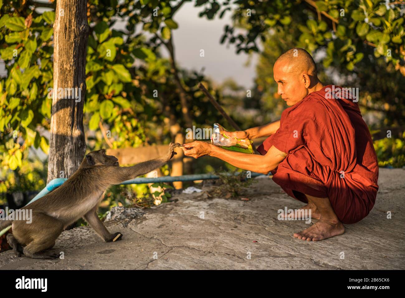 monk feed the monkey, Sandawshin Zwegabin Pagoda, Hpa An, Myanmar, Asia ...