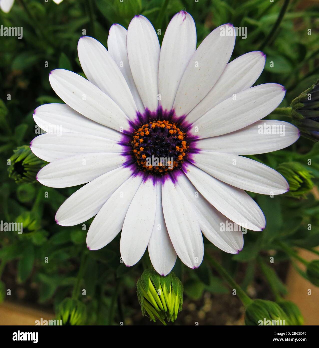 Daisy star hi-res stock photography and images - Alamy
