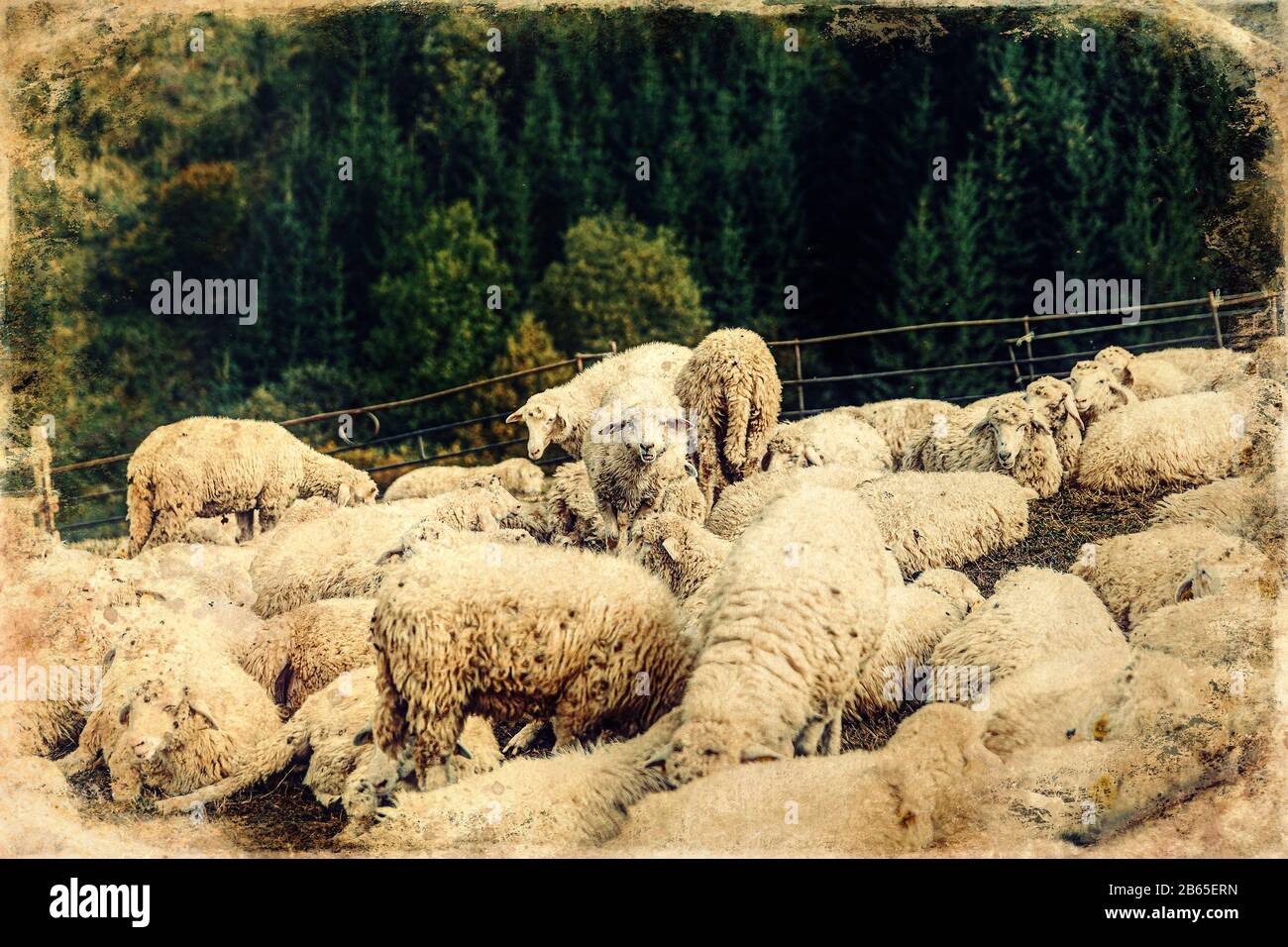 Flock of sheep on beautiful mountain meadow, old photo effect Stock ...