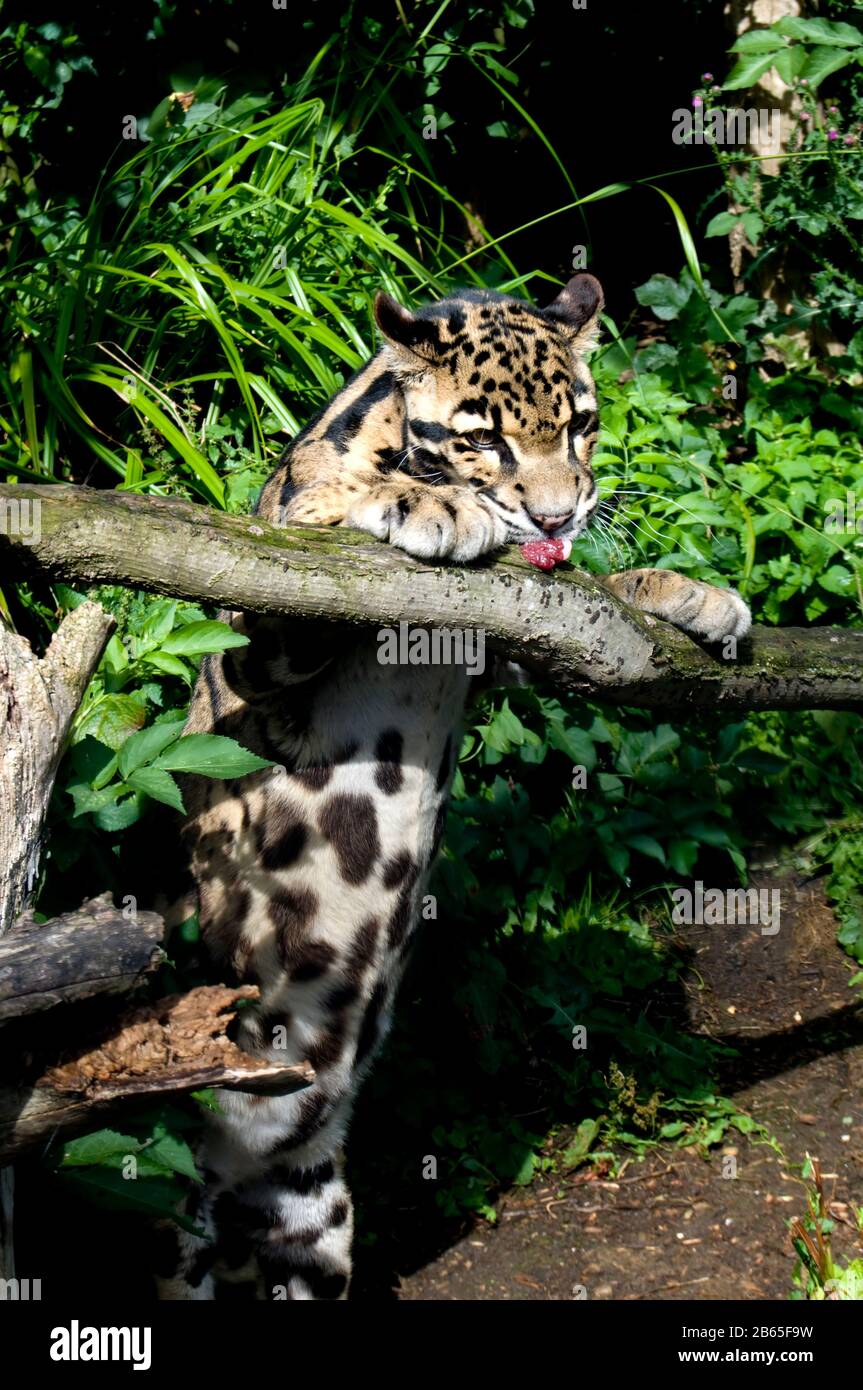 Clouded Leopard Cat High Resolution Stock Photography and Images - Alamy
