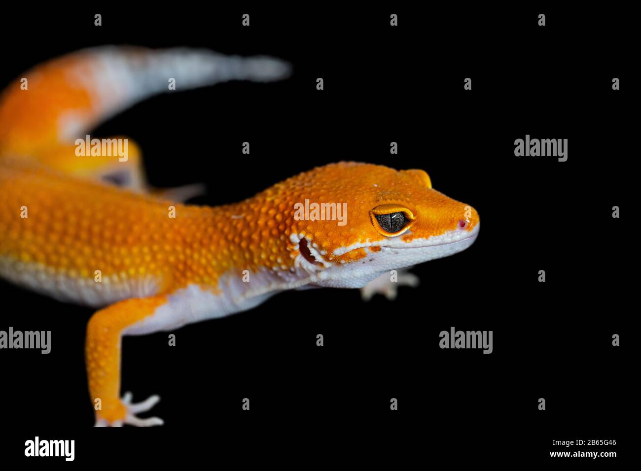Leopard gecko lizard, close up macro. Cute Leopard gecko portrait ...