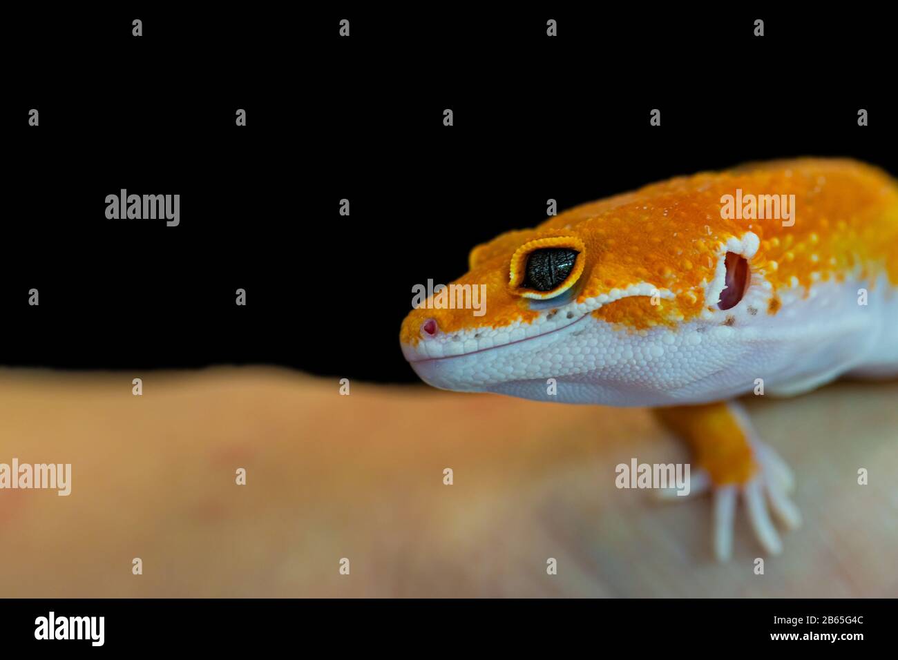 Leopard gecko lizard, close up macro. Cute Leopard gecko portrait ...