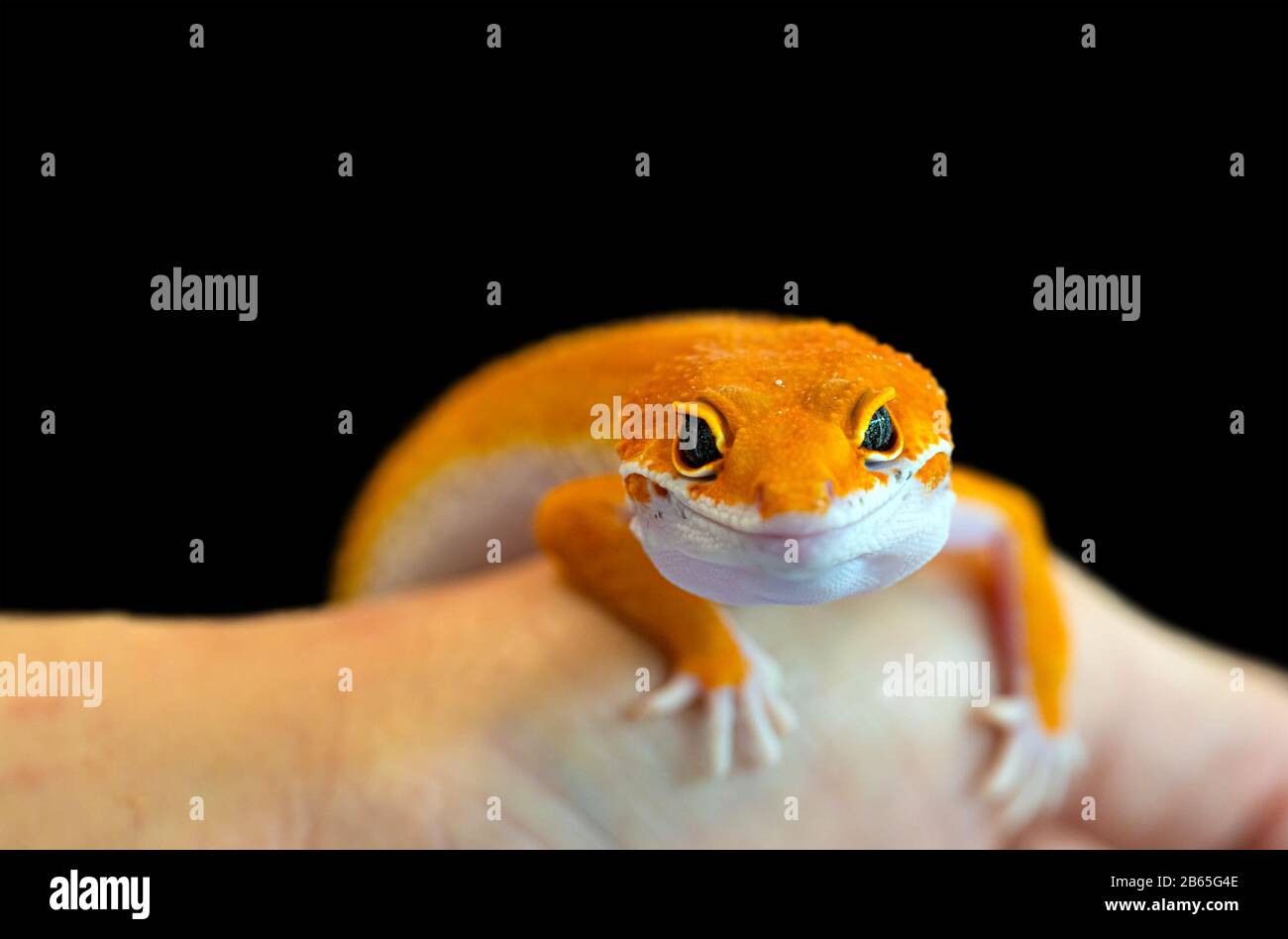 Leopard gecko lizard, close up macro. Cute Leopard gecko portrait ...