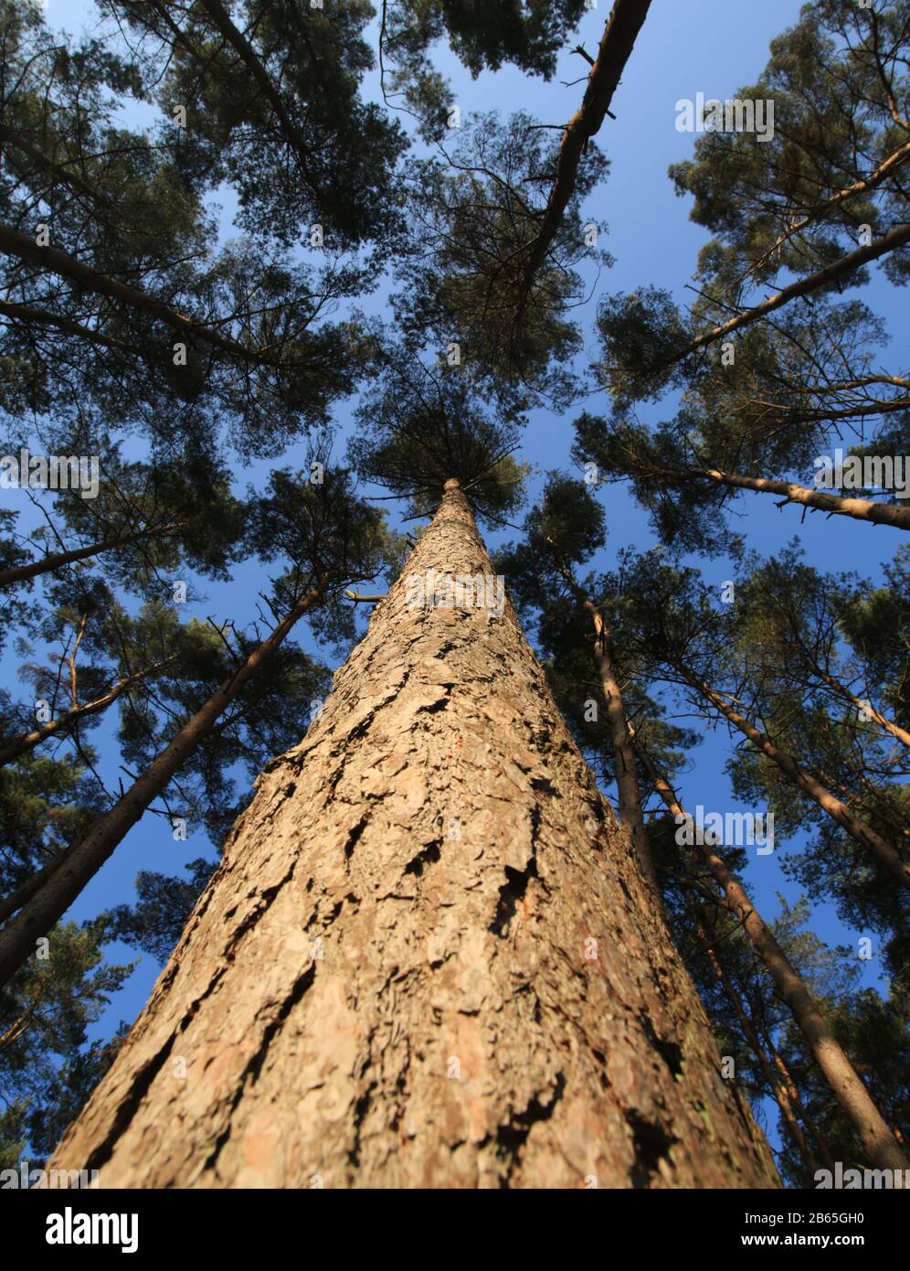 Looking up at pine trees in the Wyre forest, Worcestershire, England ...