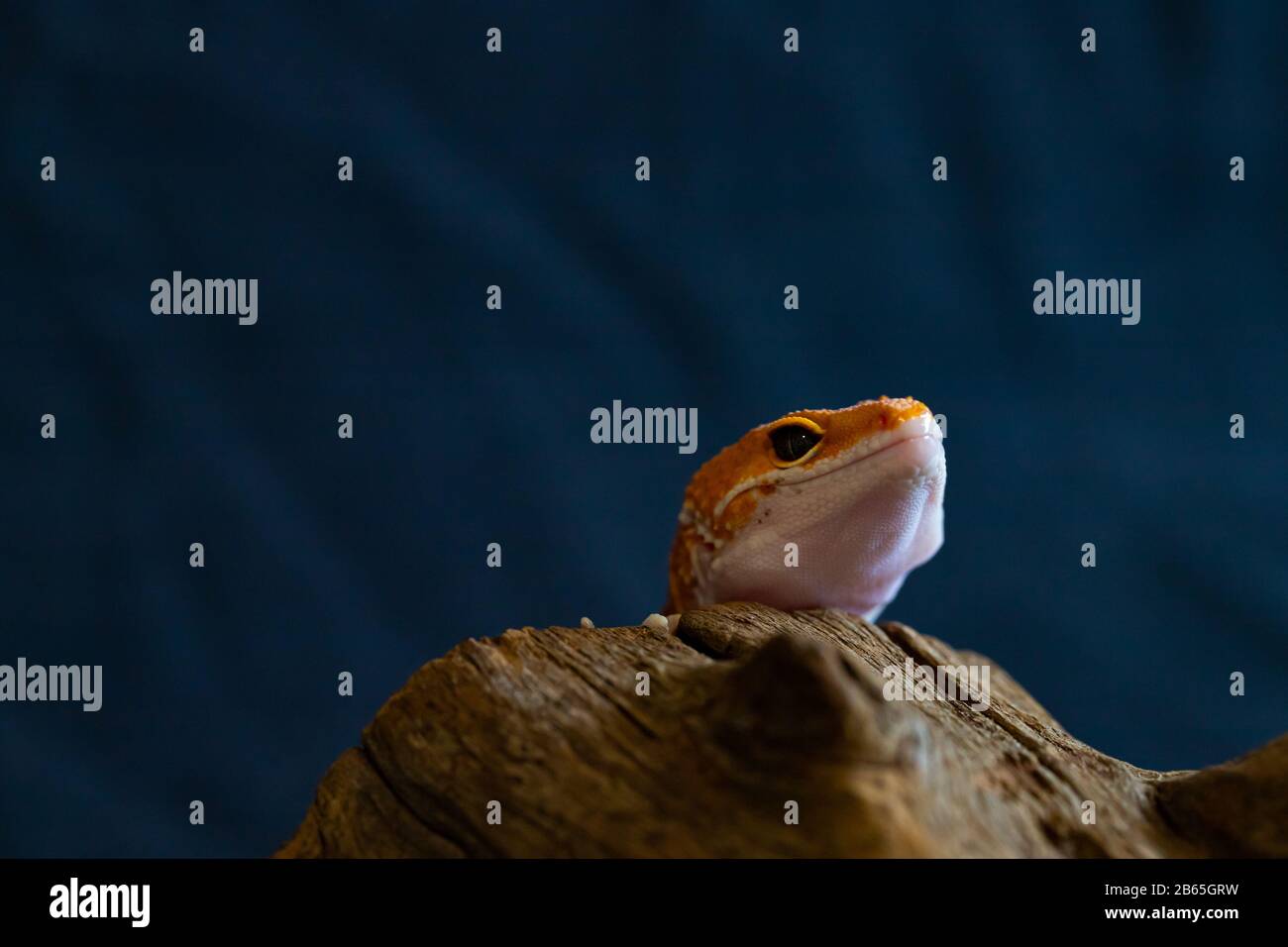 Leopard gecko lizard, close up macro. Cute Leopard gecko portrait ...