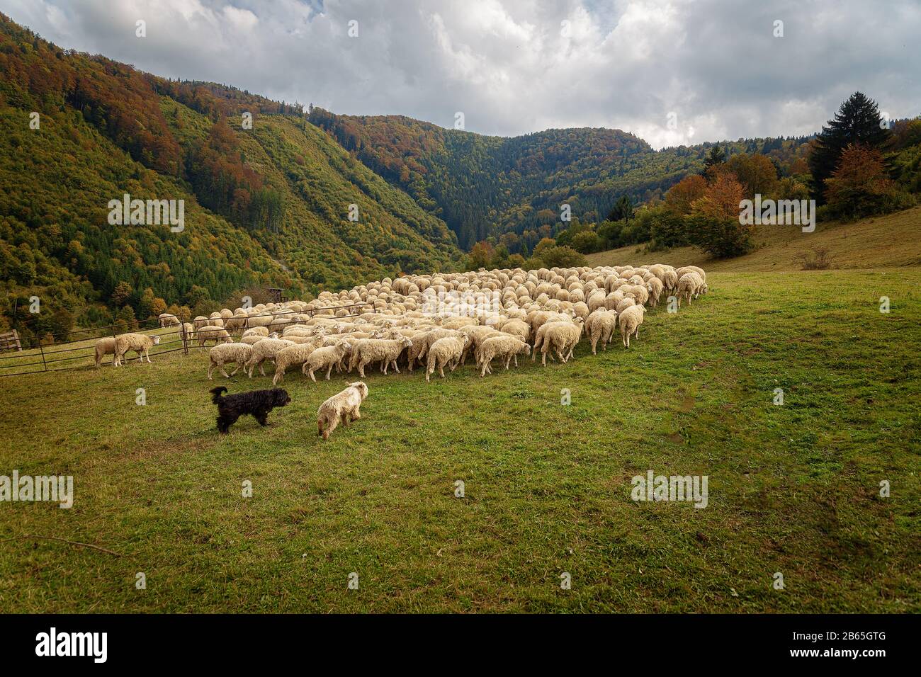 Rare breed sheep wales hi-res stock photography and images - Alamy