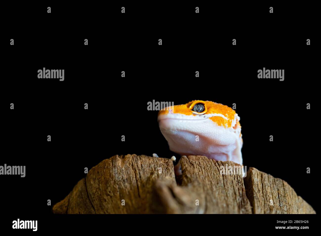 Leopard gecko lizard, close up macro. Cute Leopard gecko portrait ...