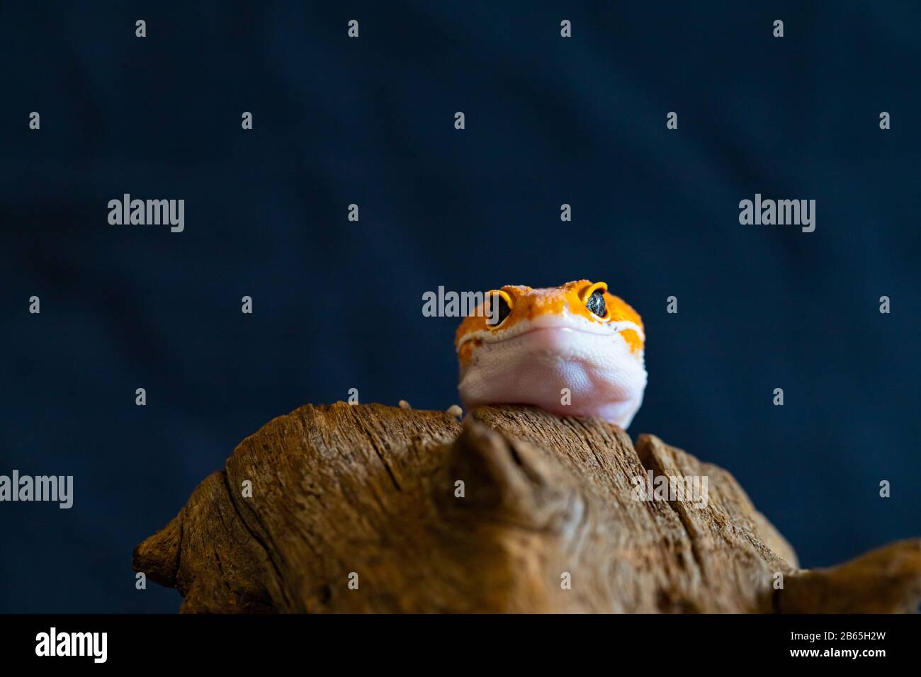 Leopard gecko lizard, close up macro. Cute Leopard gecko portrait ...