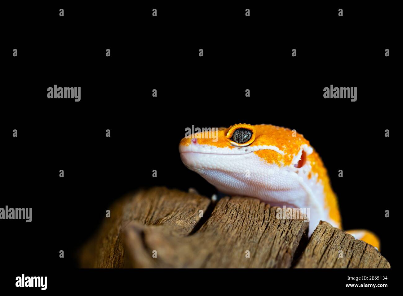 Leopard gecko lizard, close up macro. Cute Leopard gecko portrait ...