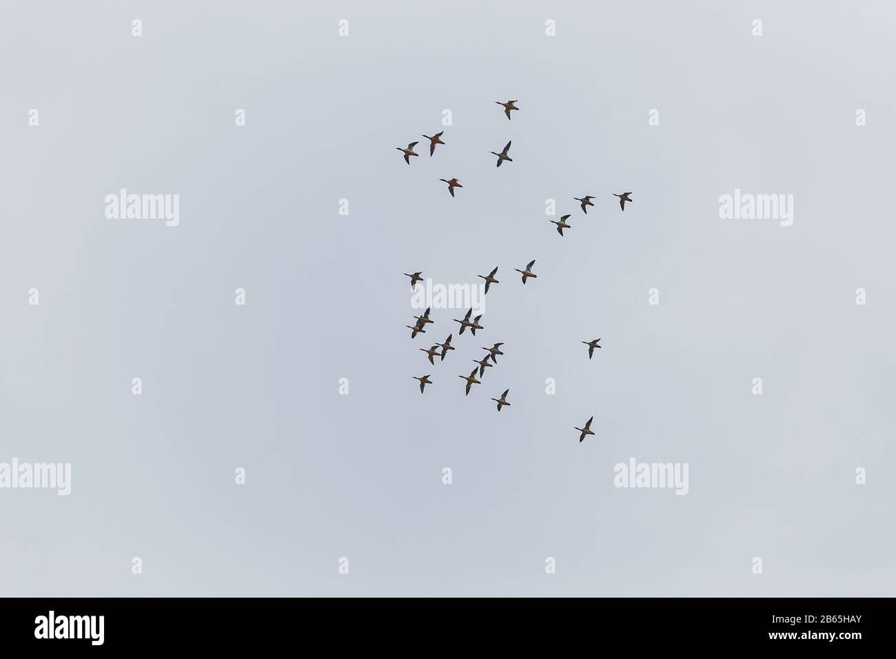 flock of ducks flying in the sky Stock Photo - Alamy