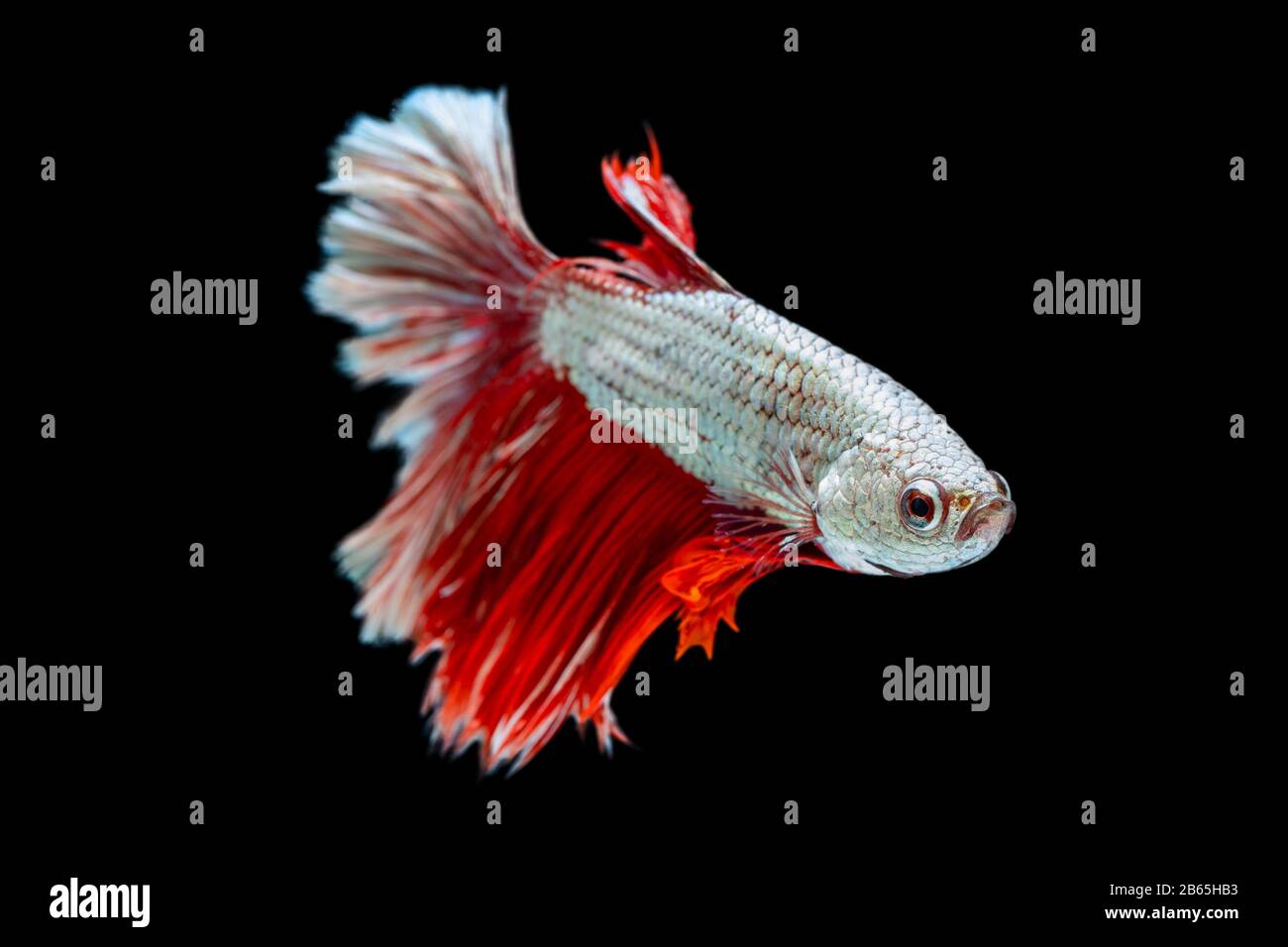 Beautiful betta splendens half moon siamese betta fish. fighting fish ...