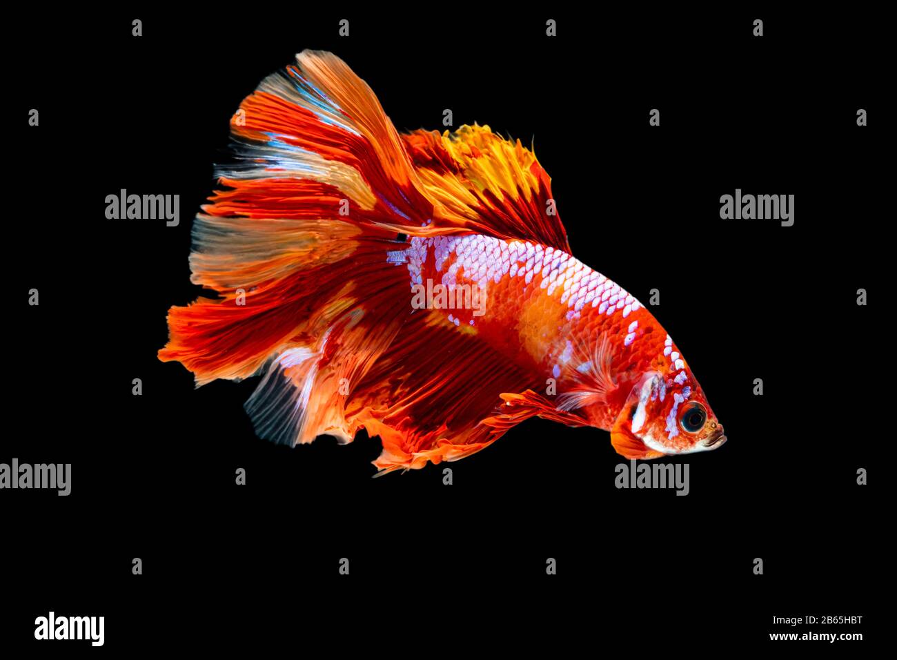 Beautiful betta splendens half moon siamese betta fish. fighting fish ...