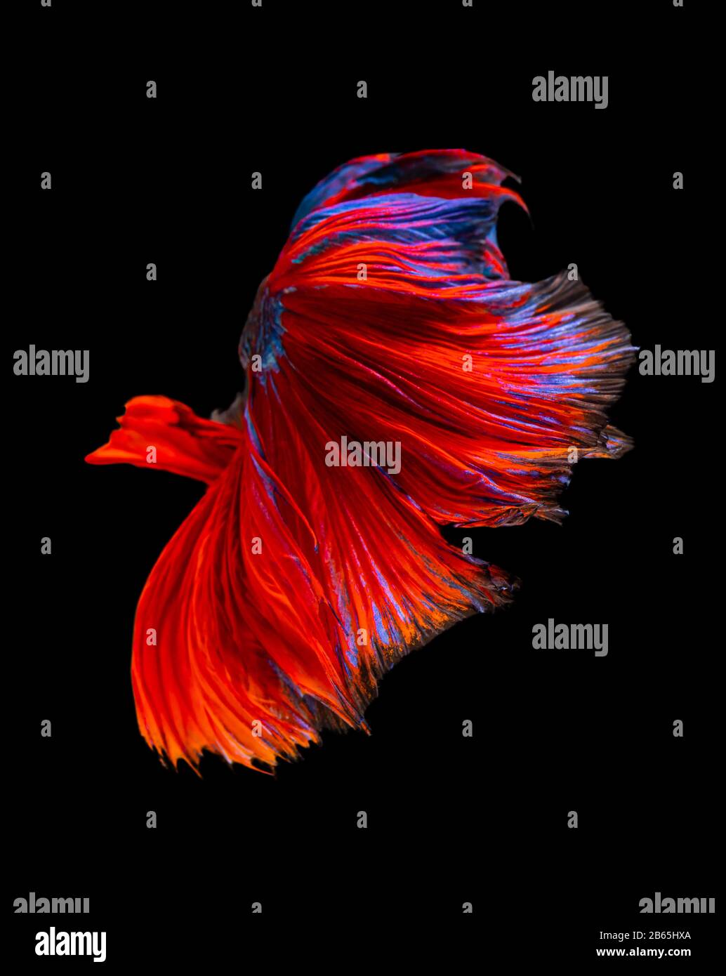 Beautiful betta splendens half moon siamese betta fish. fighting fish ...