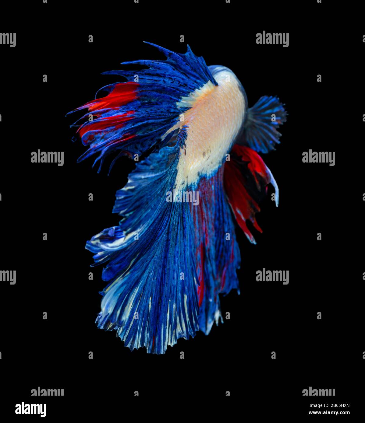 Beautiful betta splendens half moon siamese betta fish. fighting fish ...