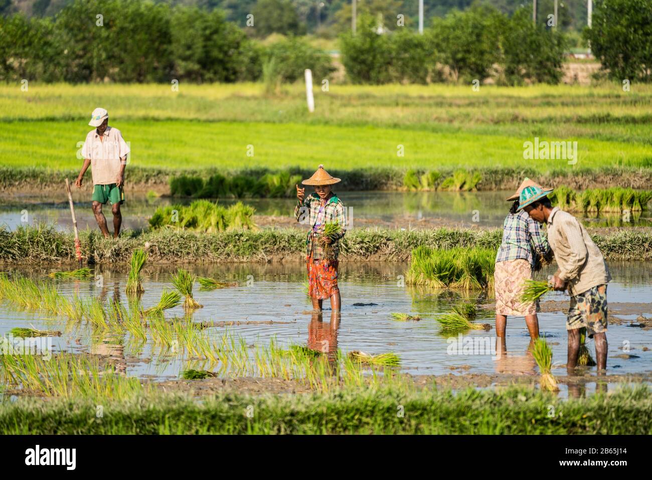 Local people working on the rice fields, near of the Hpa An, Myanmar ...