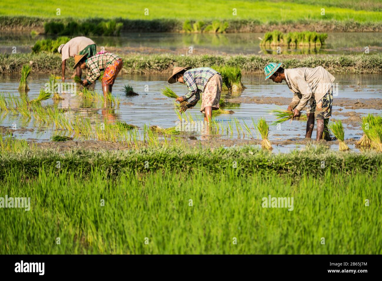 Local people working on the rice fields, near of the Hpa An, Myanmar ...