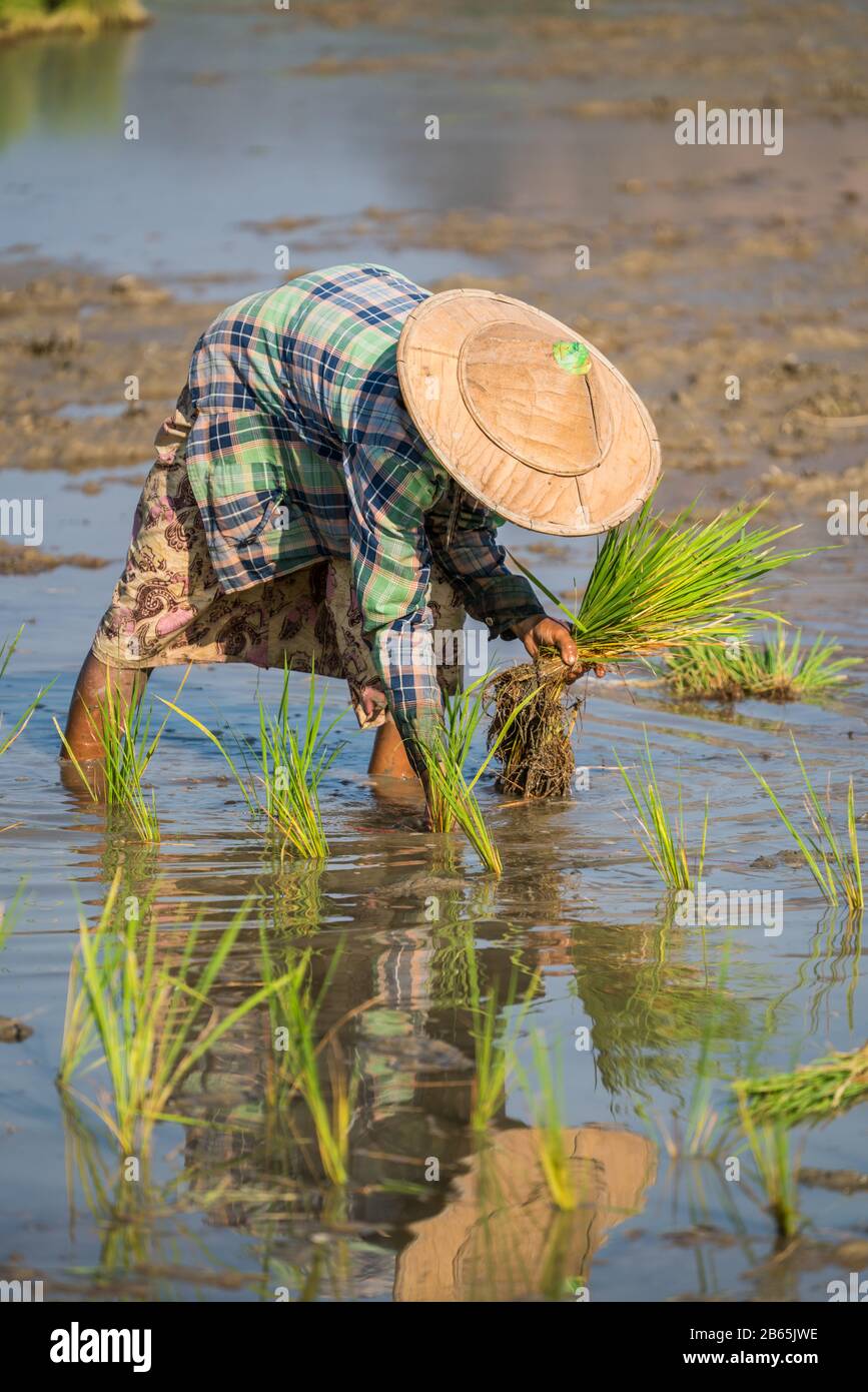 Local people working on the rice fields, near of the Hpa An, Myanmar ...