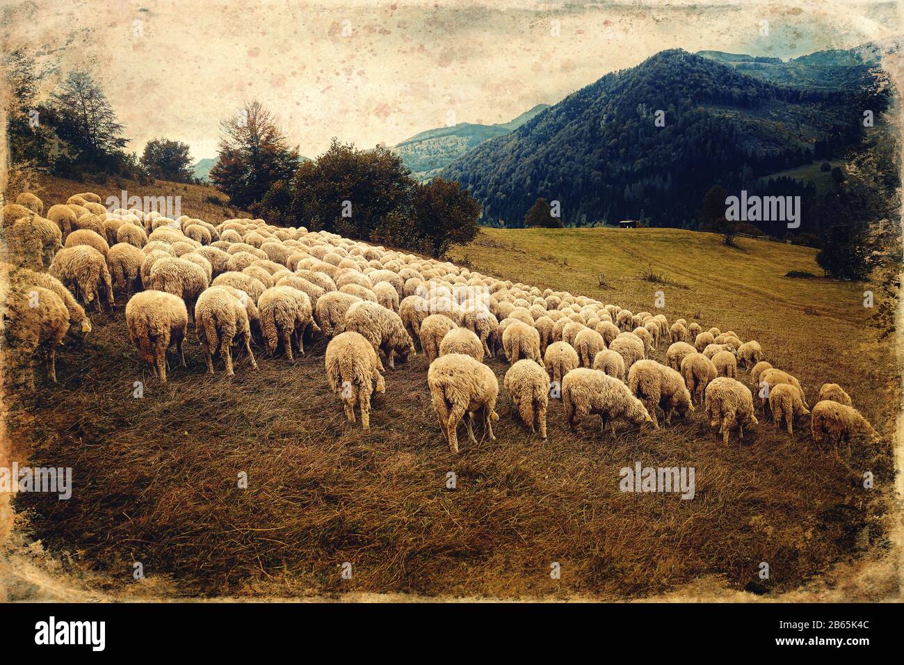Flock of sheep on beautiful mountain meadow, old photo effect Stock ...