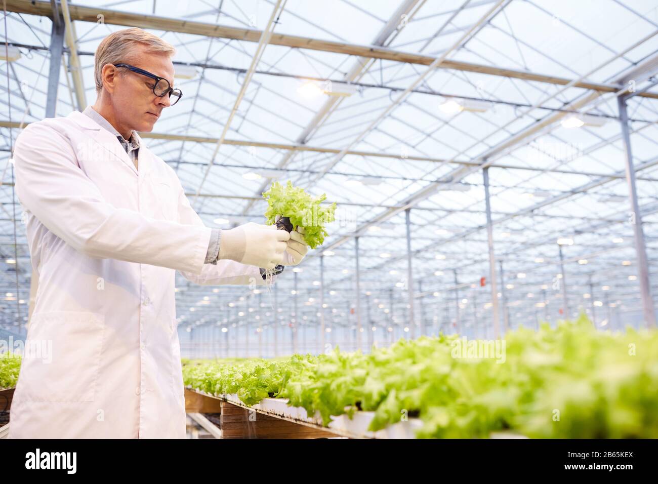 Industrial plantation hi-res stock photography and images - Alamy