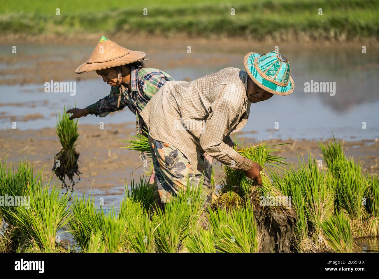 Local people in the rice filrds, near of the Hpa An, Myanmar, Asia ...