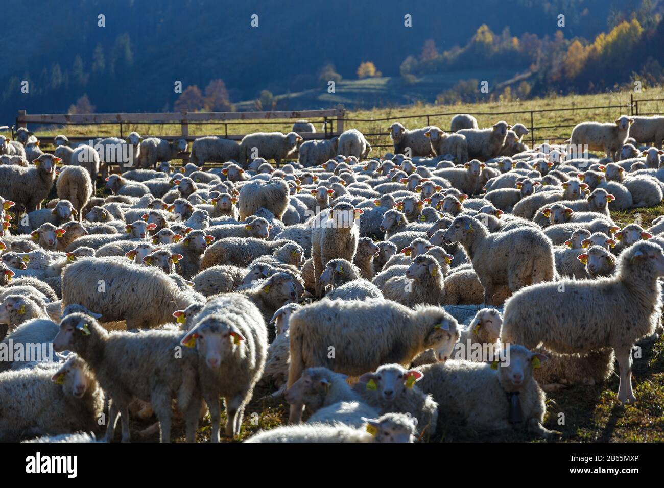 Welsh mule sheep hi-res stock photography and images - Alamy