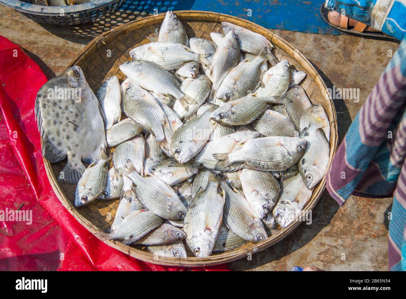 Fish is very important for the culture and history of the Indian ...