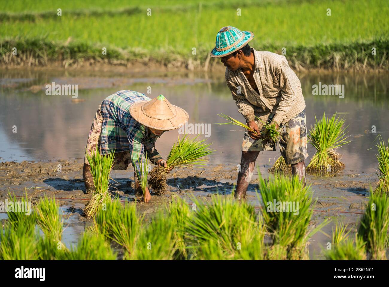 Local people in the rice filrds, near of the Hpa An, Myanmar, Asia ...