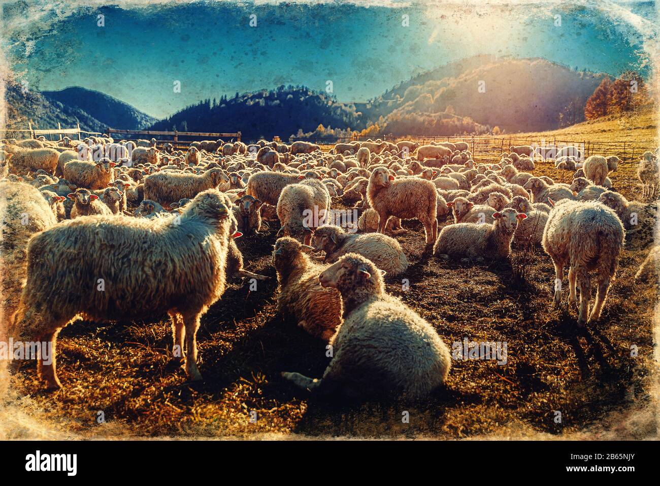 Flock of sheep on beautiful mountain meadow, old photo effect Stock ...