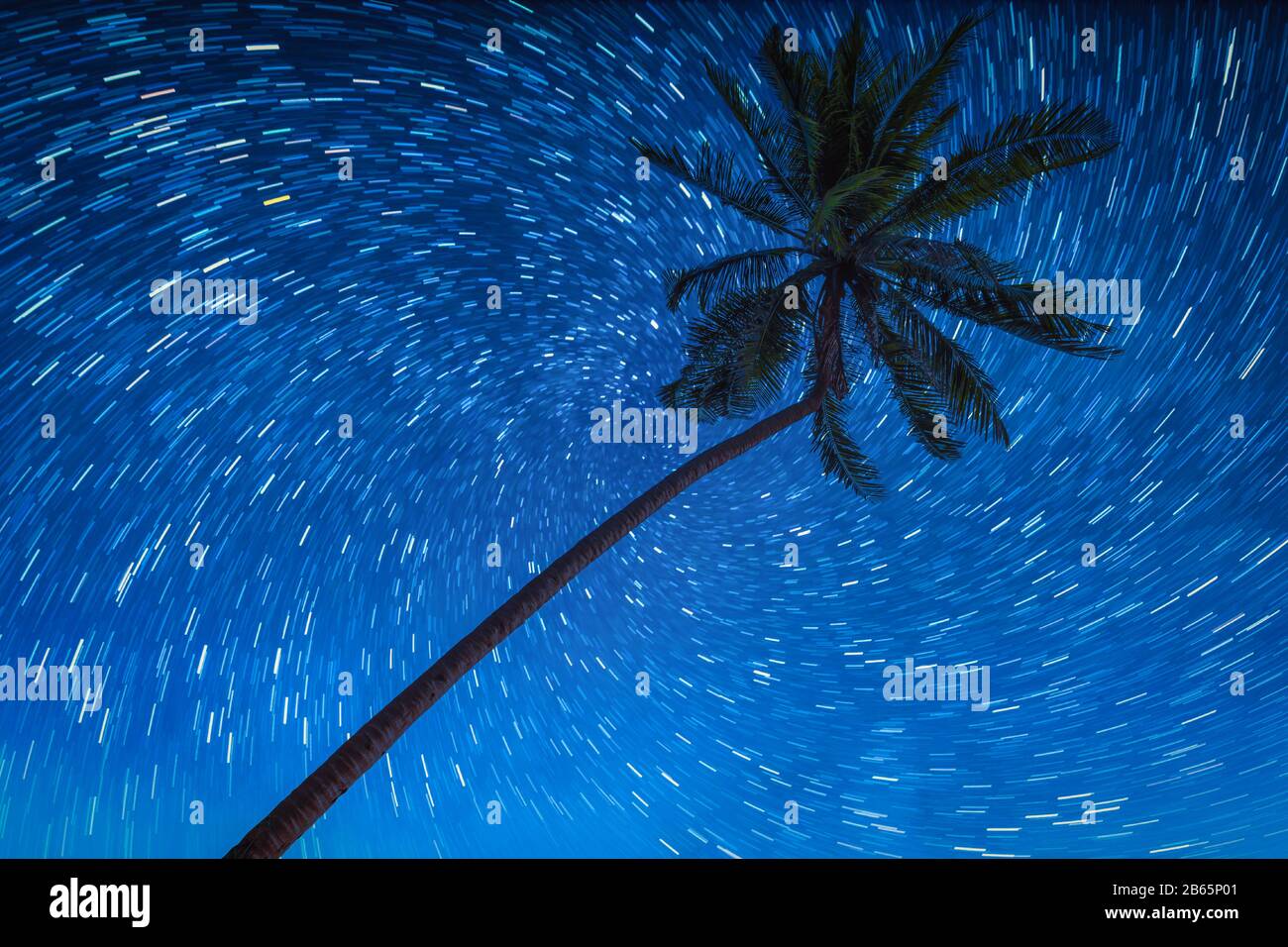 Coconut palm trees with star rail on night sky Stock Photo - Alamy