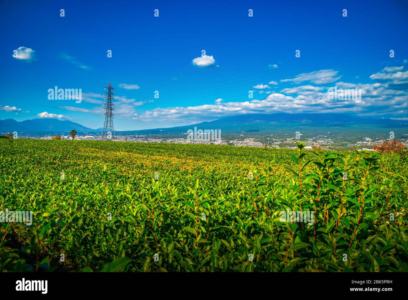 Landscape image of Mt. Fuji with green tea field at daytime in Shizuoka ...