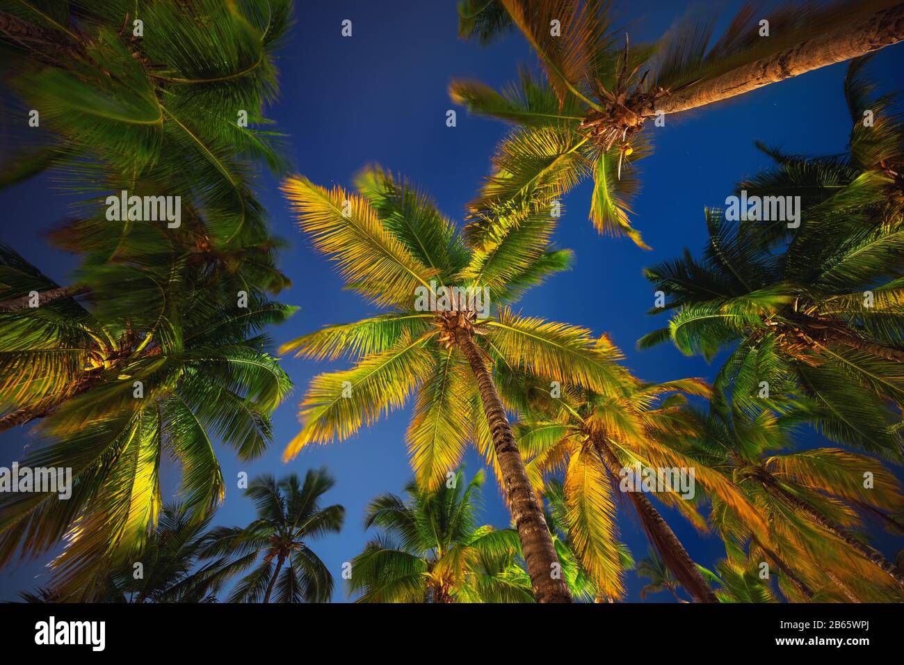 Tropical Night Sky, Coconut palm trees and stars Stock Photo - Alamy