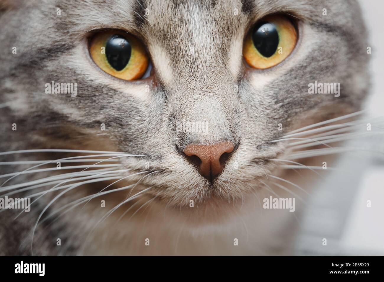 Grey cats hi-res stock photography and images - Alamy