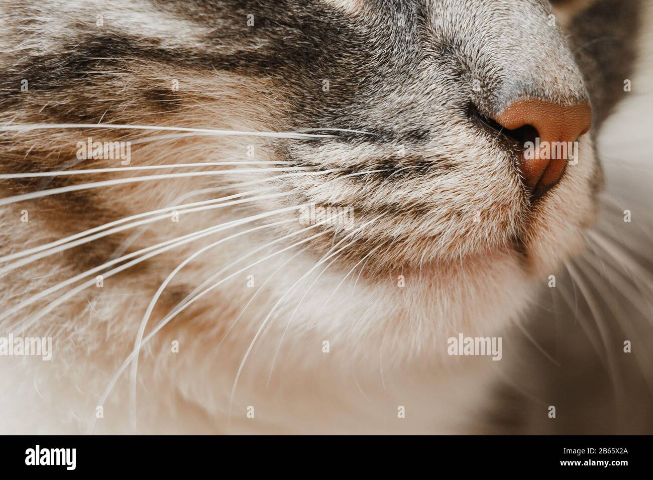 close-up of grey cat's face with nose and mustache Stock Photo - Alamy