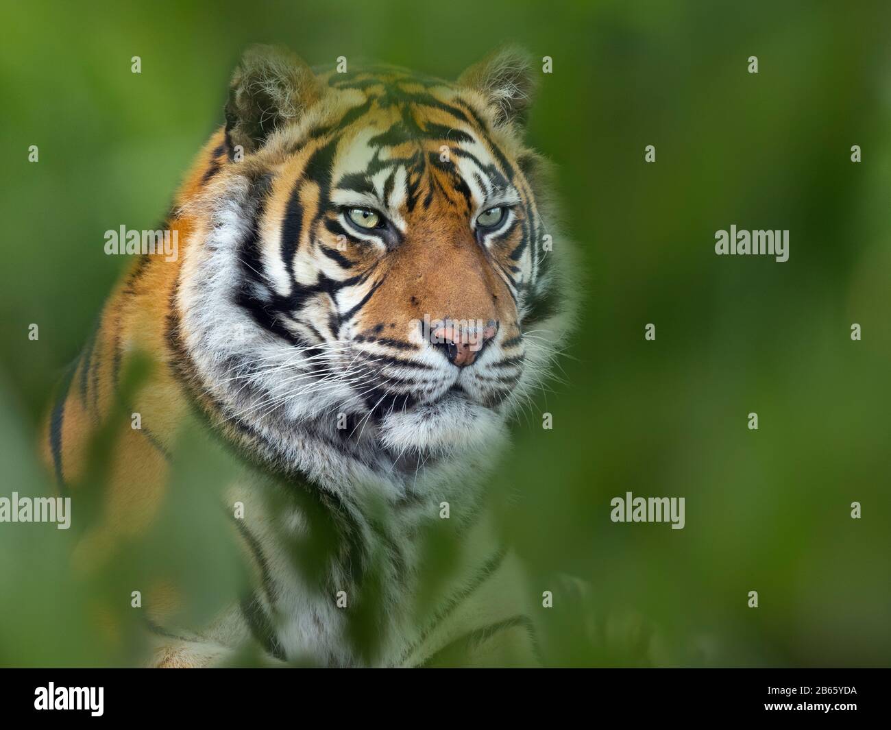 Sunda island tiger hi-res stock photography and images - Alamy