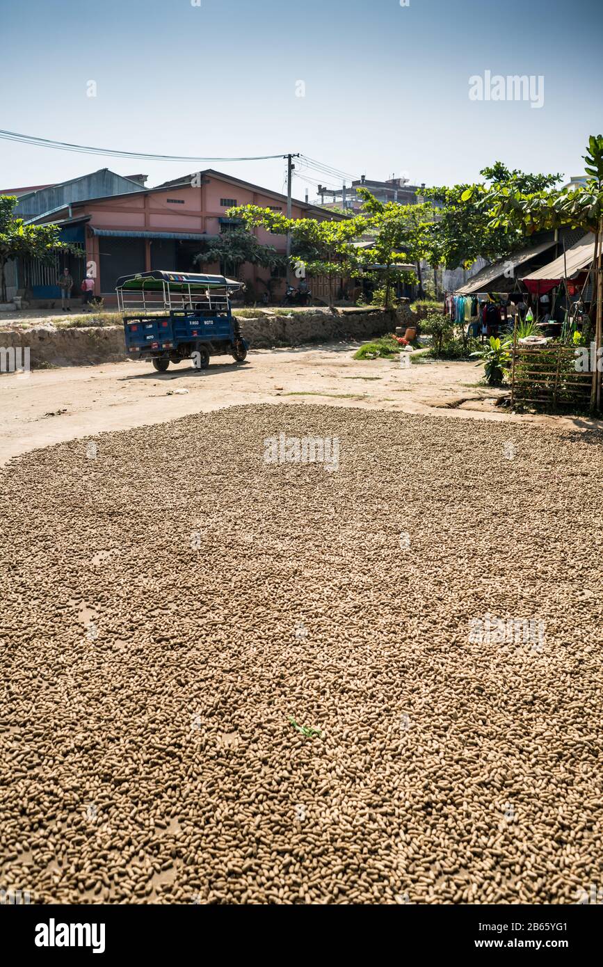 Drying of peanuts in the street, Hpa-An, Myanmar, Asia Stock Photo - Alamy