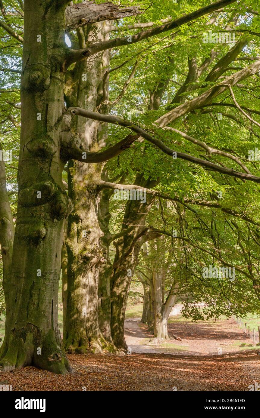 Tall beech trees standing along a path on a sunny day during early ...