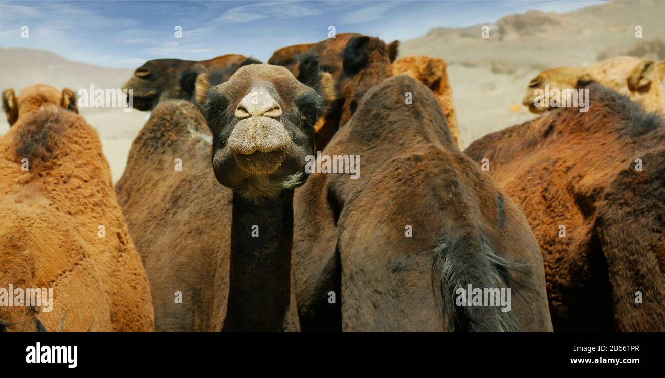 livestock of Caravan of camel in the desert of morocco Stock Photo - Alamy