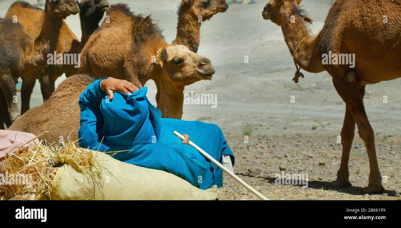 livestock of Caravan of camel in the desert of morocco Stock Photo - Alamy