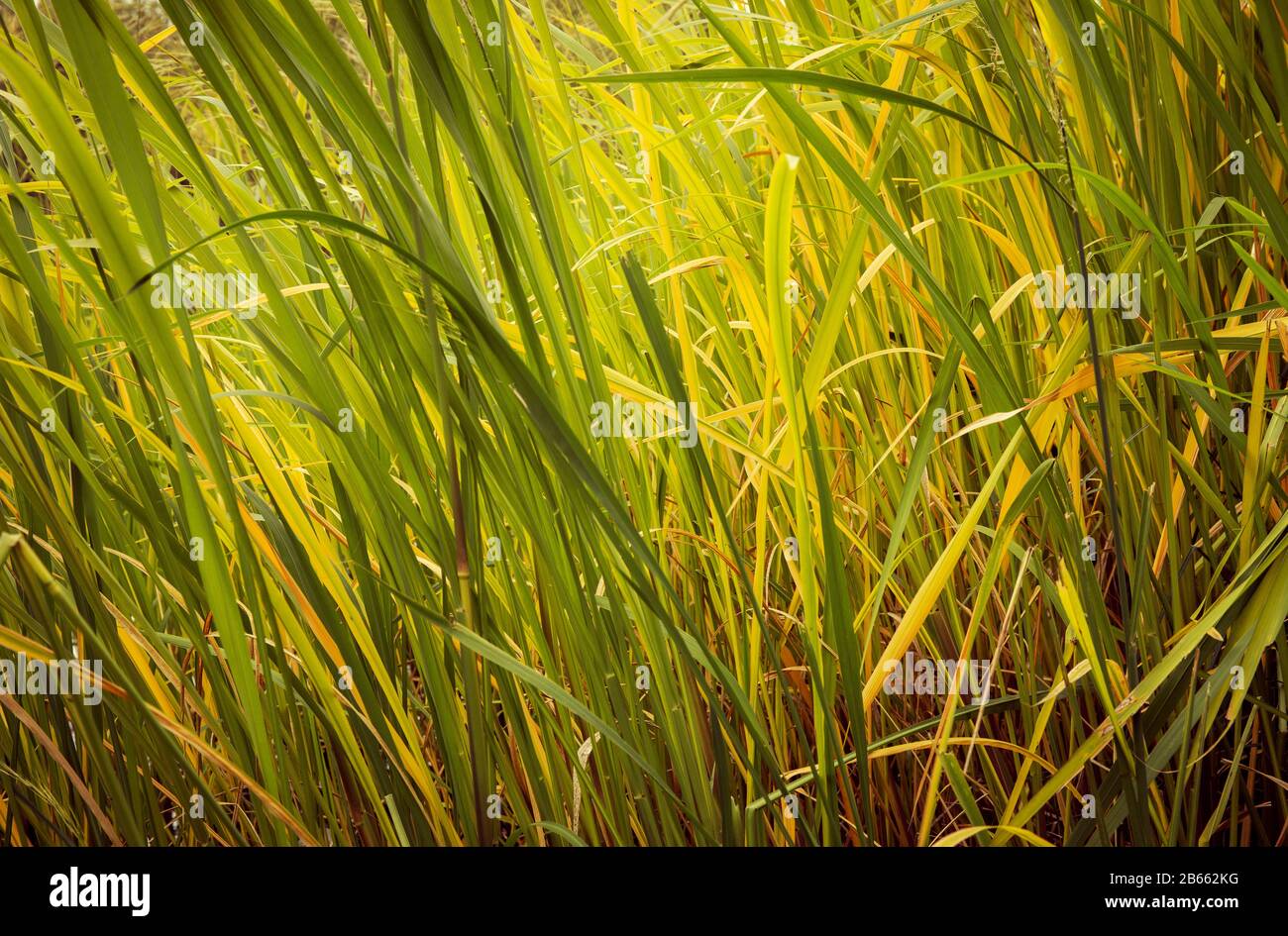 High grass hi-res stock photography and images - Alamy