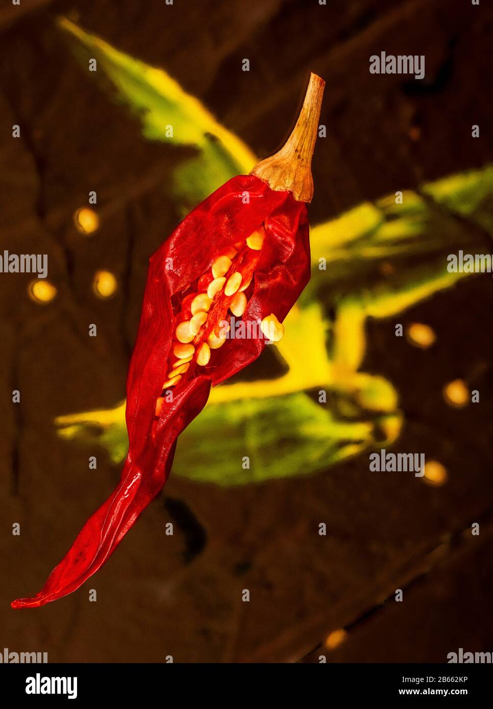 Split red cayenne pepper showing the seeds close-up food portrait still ...