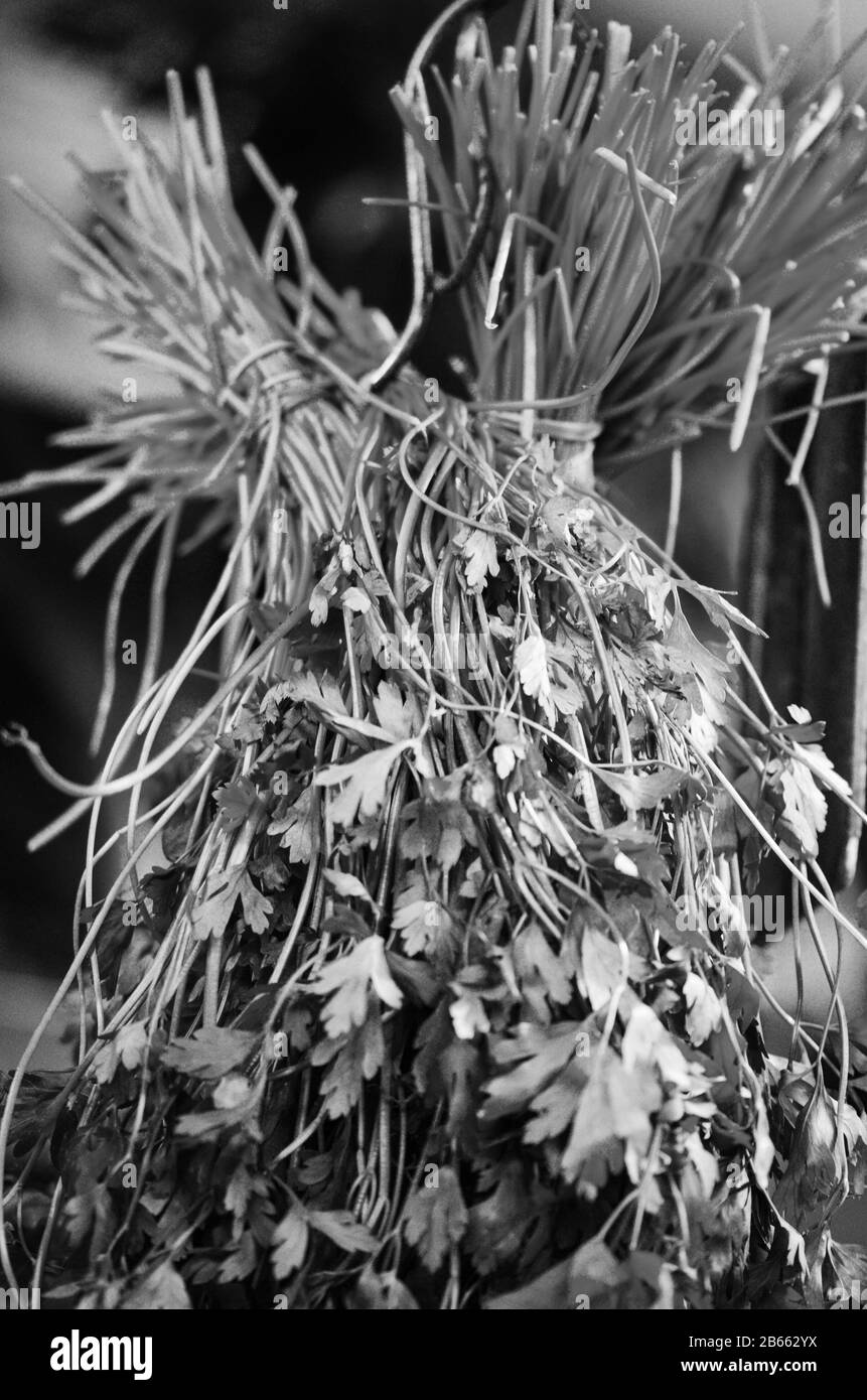 Fresh mushroom preparation Black and White Stock Photos & Images - Alamy
