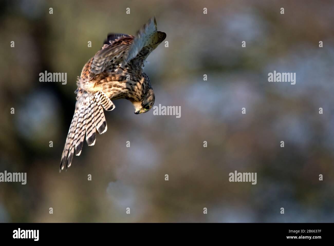 Windhover hi-res stock photography and images - Alamy