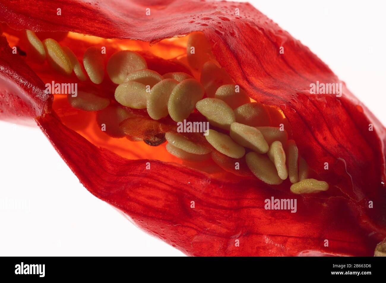 Split red cayenne pepper showing the seeds close-up food portrait still ...