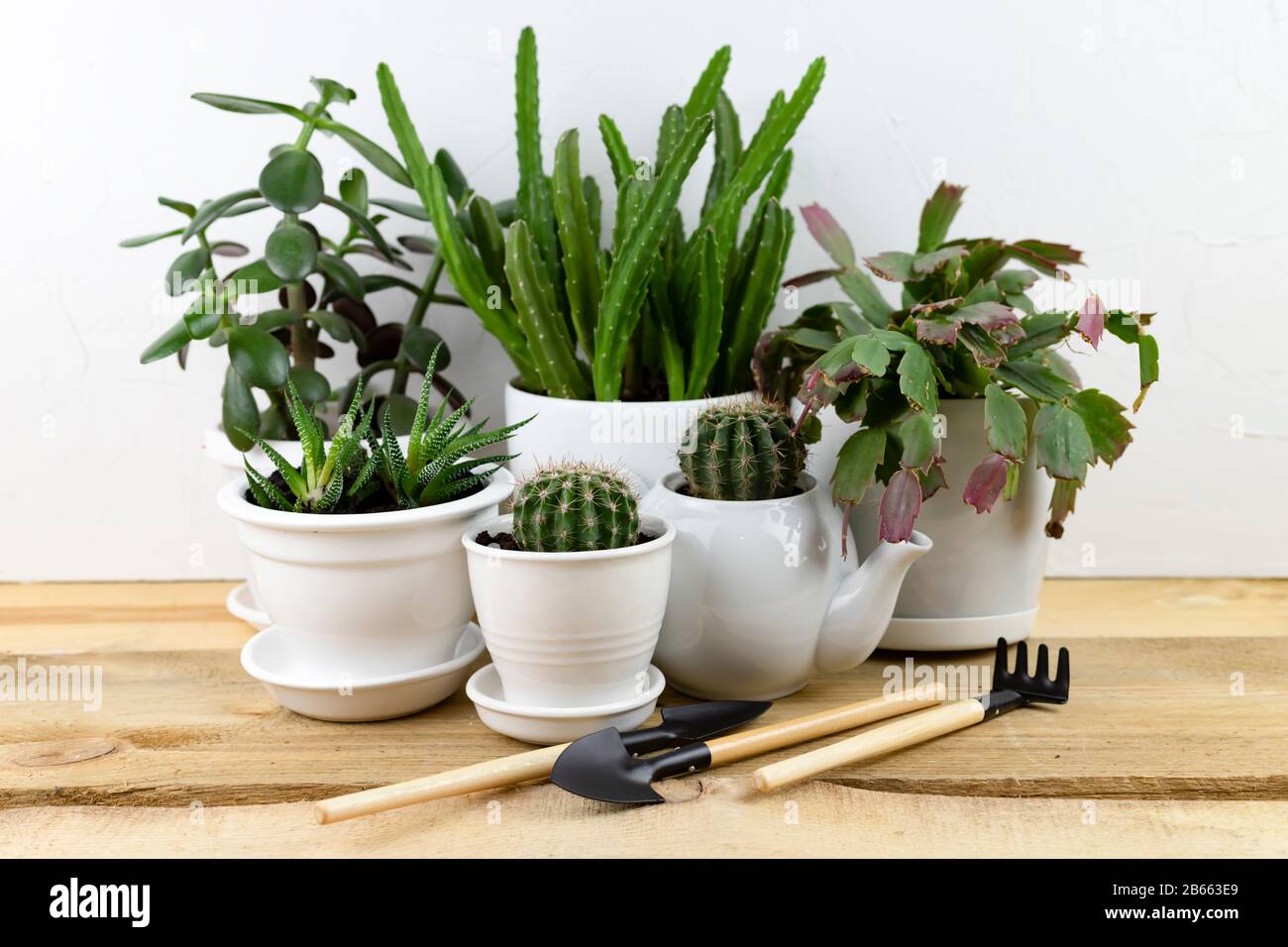 home floriculture. plant transplant in a pot with garden tools on a ...