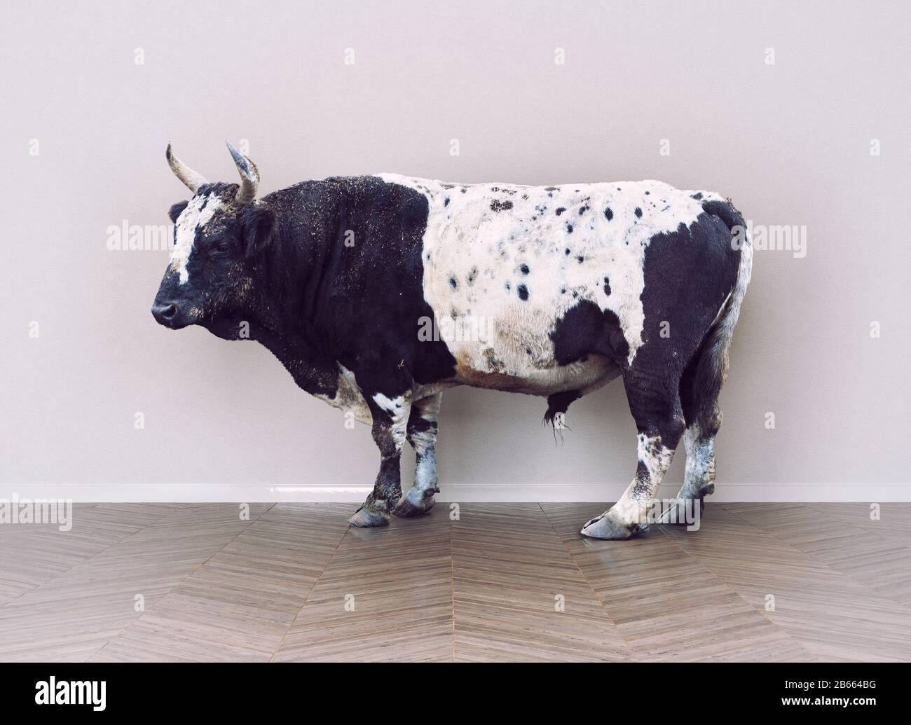 Bull room hi-res stock photography and images - Alamy