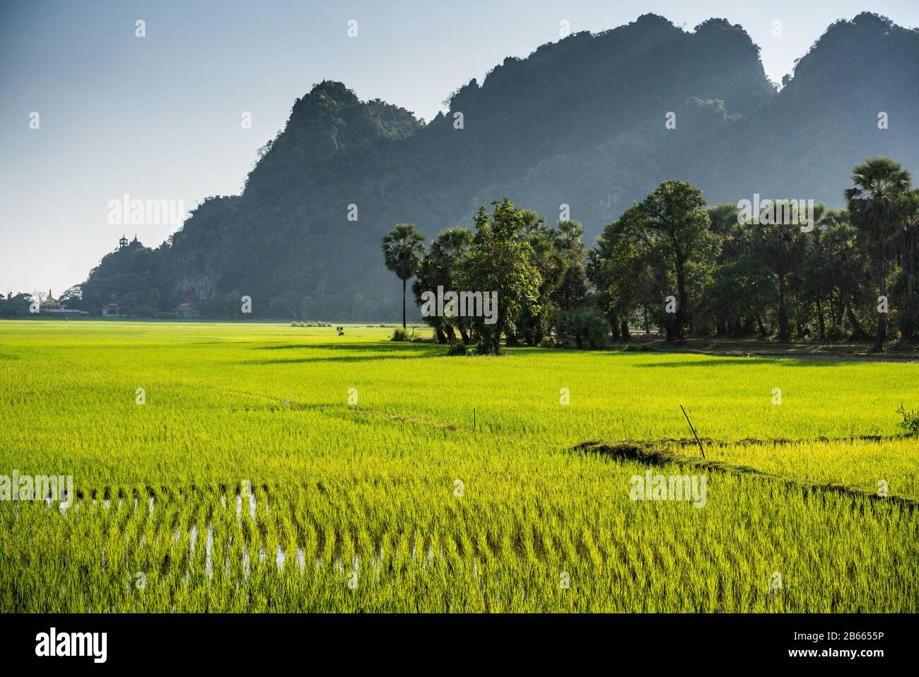 Palm tree farm myanmar hi-res stock photography and images - Alamy