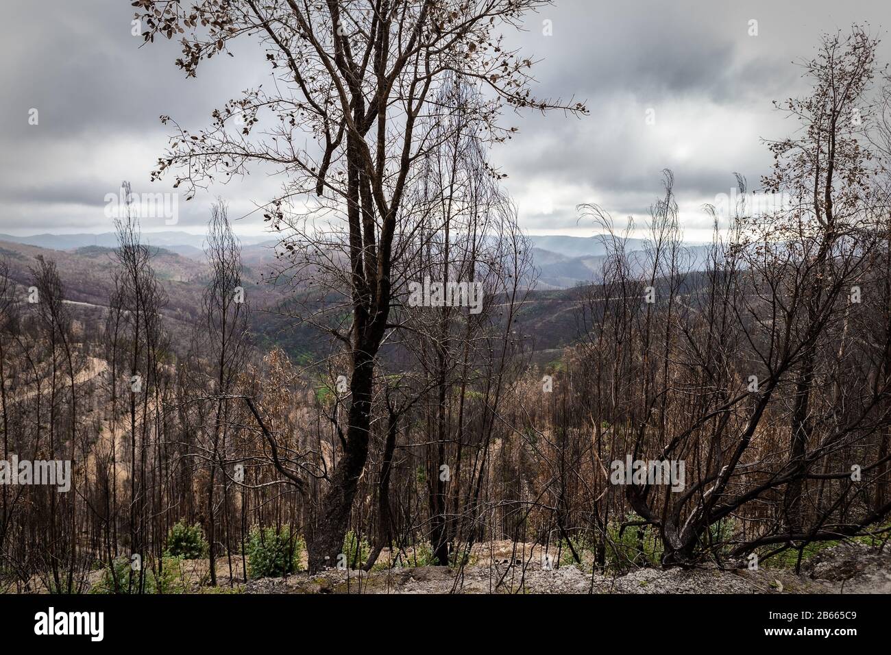 Burnt forest trees eucalyptus Monchique, Portugal, after fires. Natural ...